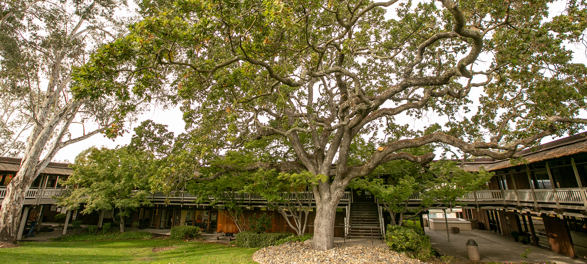 Meet Oral Surgeon Dr. Carl Runyon | Walnut Creek & Danville CA